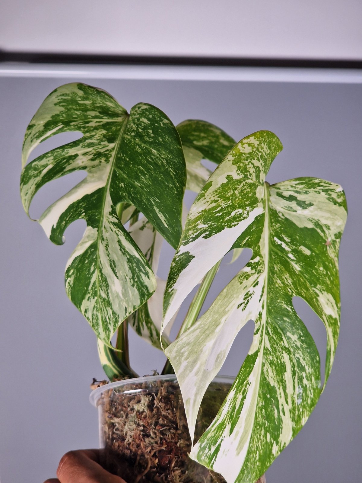 10 Rare Houseplants Every Collector Needs in 2025 – Odd Leaf