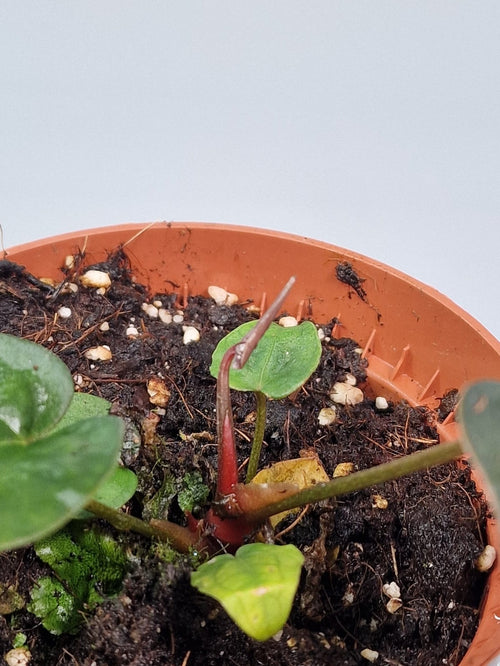 The Best Soil Mix for Rare Houseplants in the UK – Odd Leaf