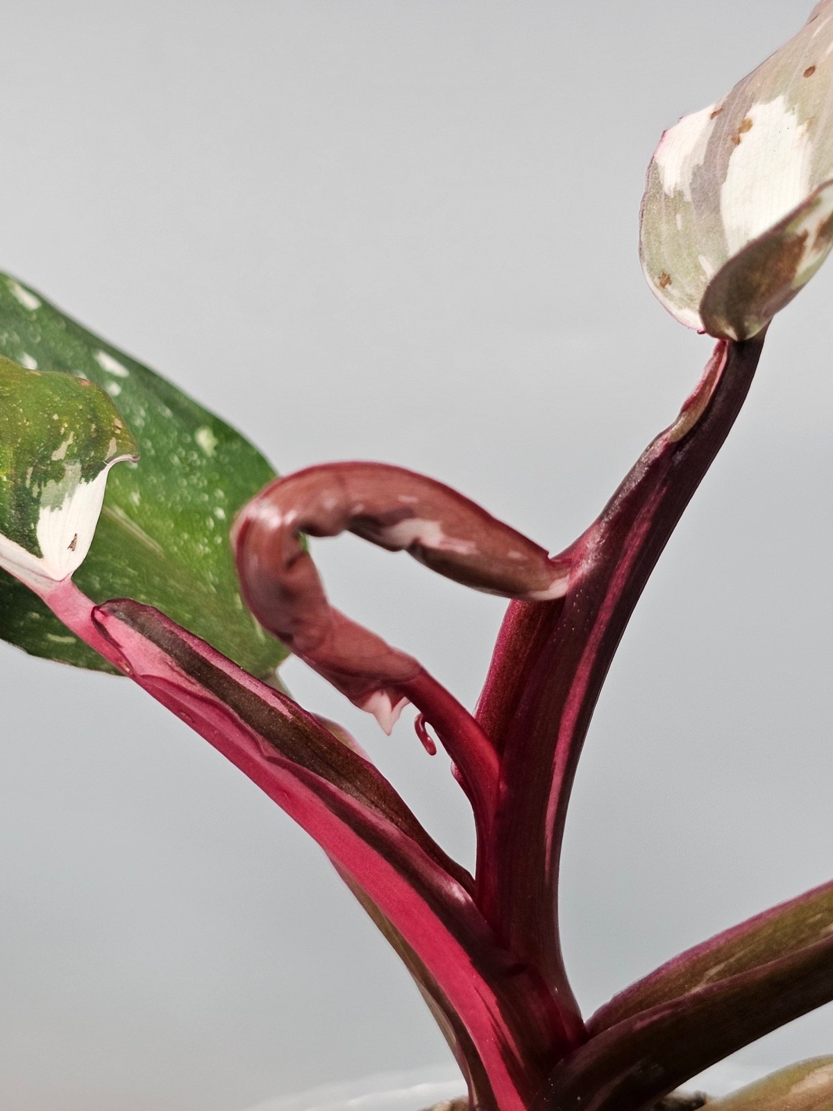 How to Build Your Rare Plant Collection from Cuttings – Odd Leaf