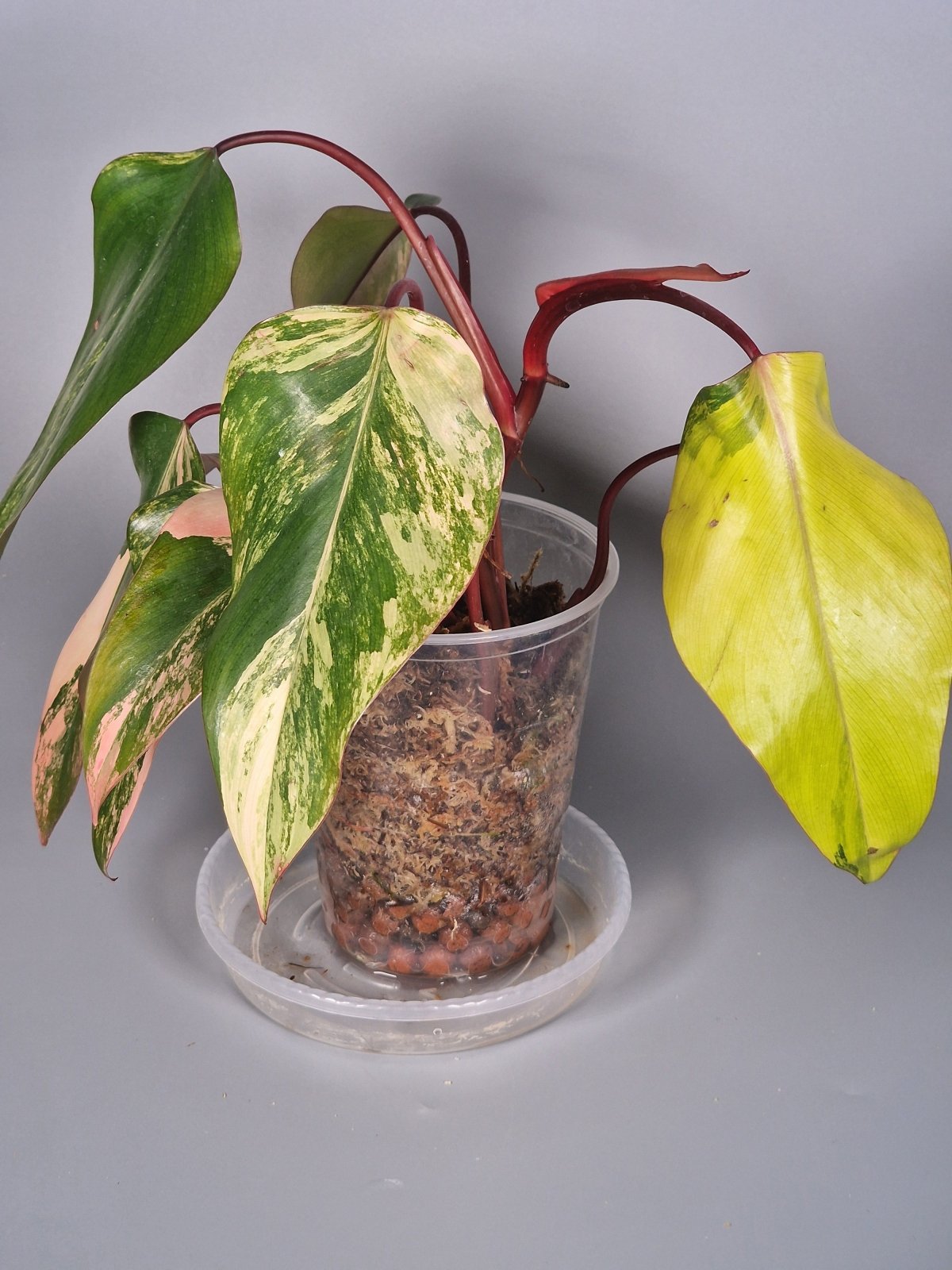 How to Fix Common Houseplant Problems: Yellow Leaves, Drooping, and Mo ...
