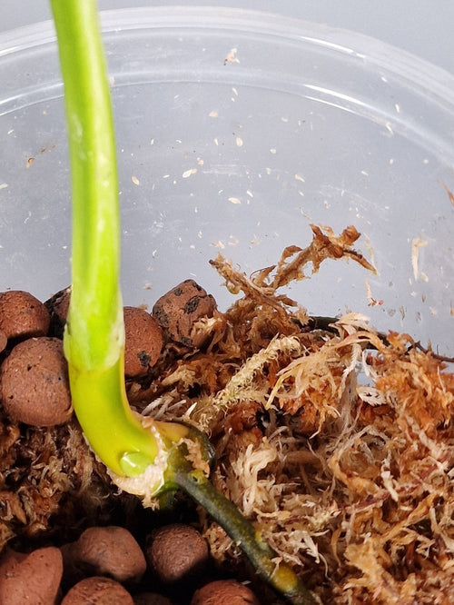 How to Propagate Rare Houseplants: Tips for Monsteras, Philodendrons ...