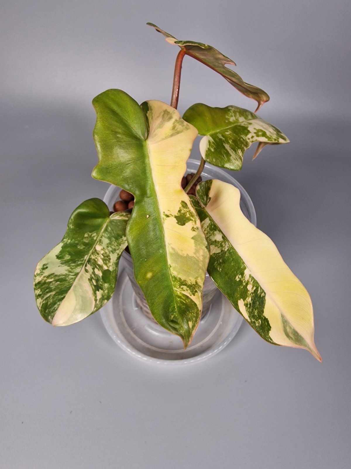 Low-Maintenance Rare Houseplants That Thrive with Minimal Care – Odd Leaf