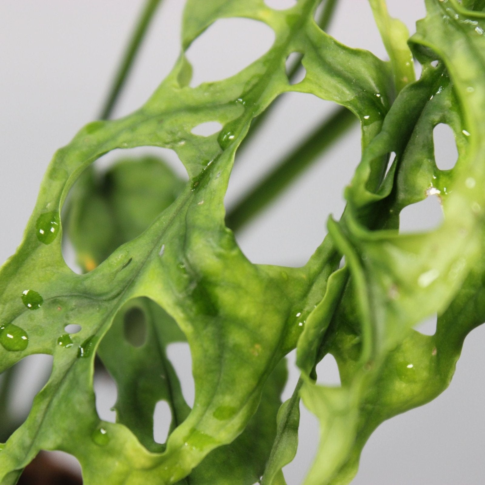 What’s on the Rare Plant Wishlist for 2025? – Odd Leaf