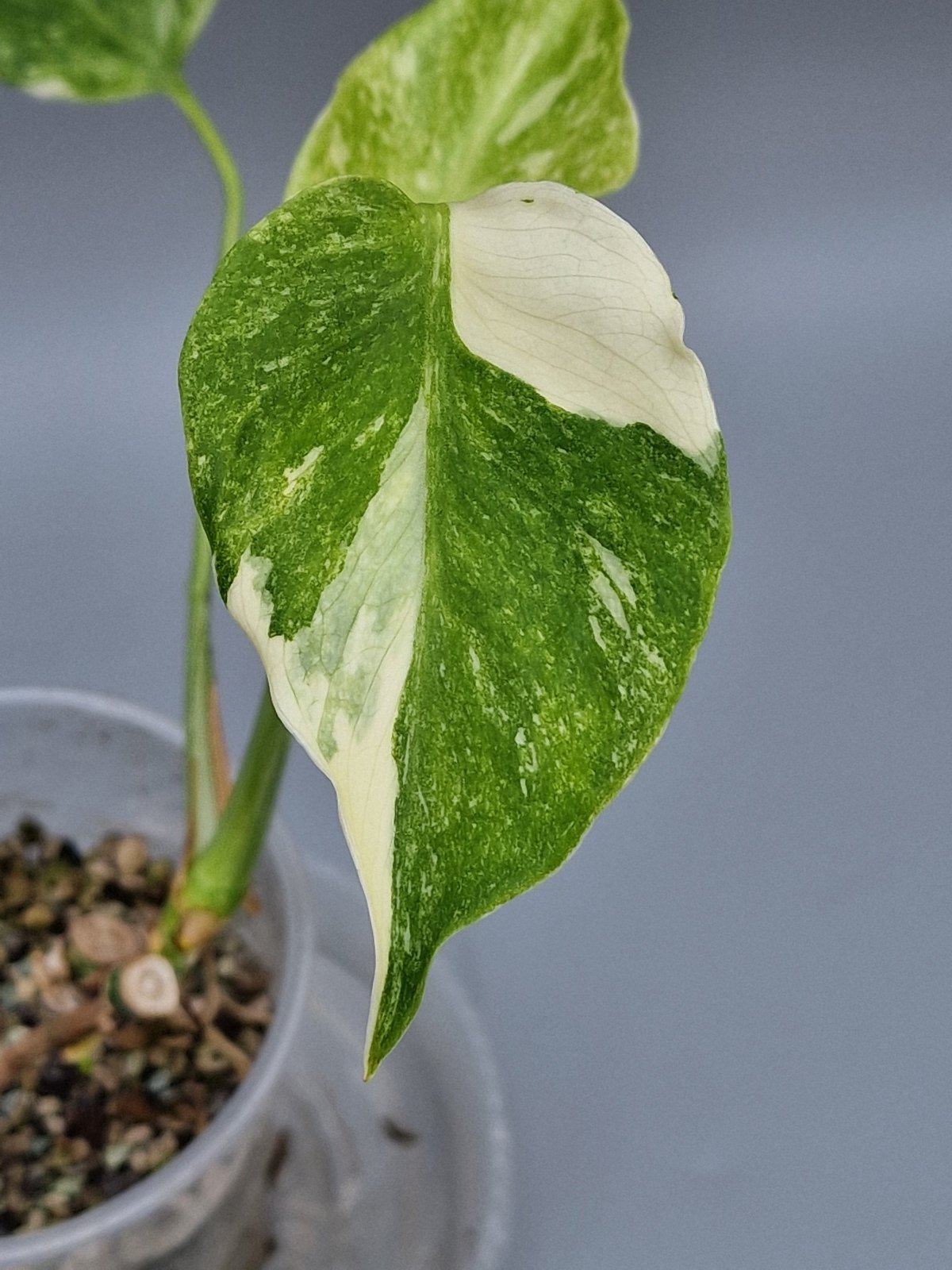 What Makes a Houseplant Rare? How to Spot a True Find – Odd Leaf