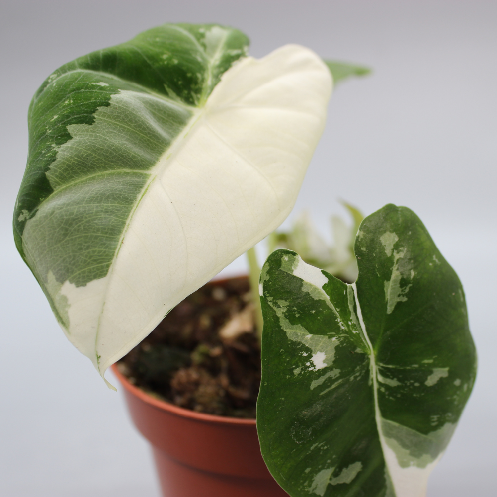 Alocasia Micholitziana Frydek Variegata - Rare Houseplant – Odd Leaf