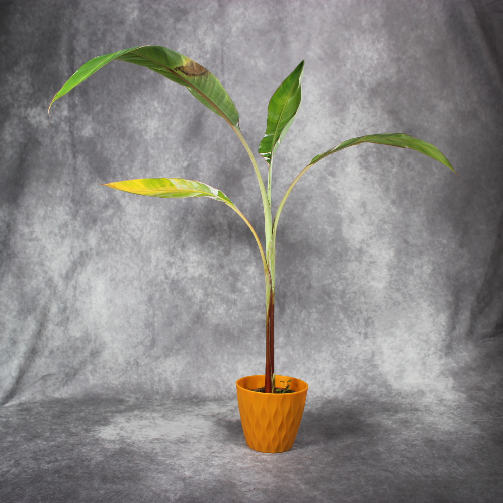Musa 'Florida Variegata' – Odd Leaf