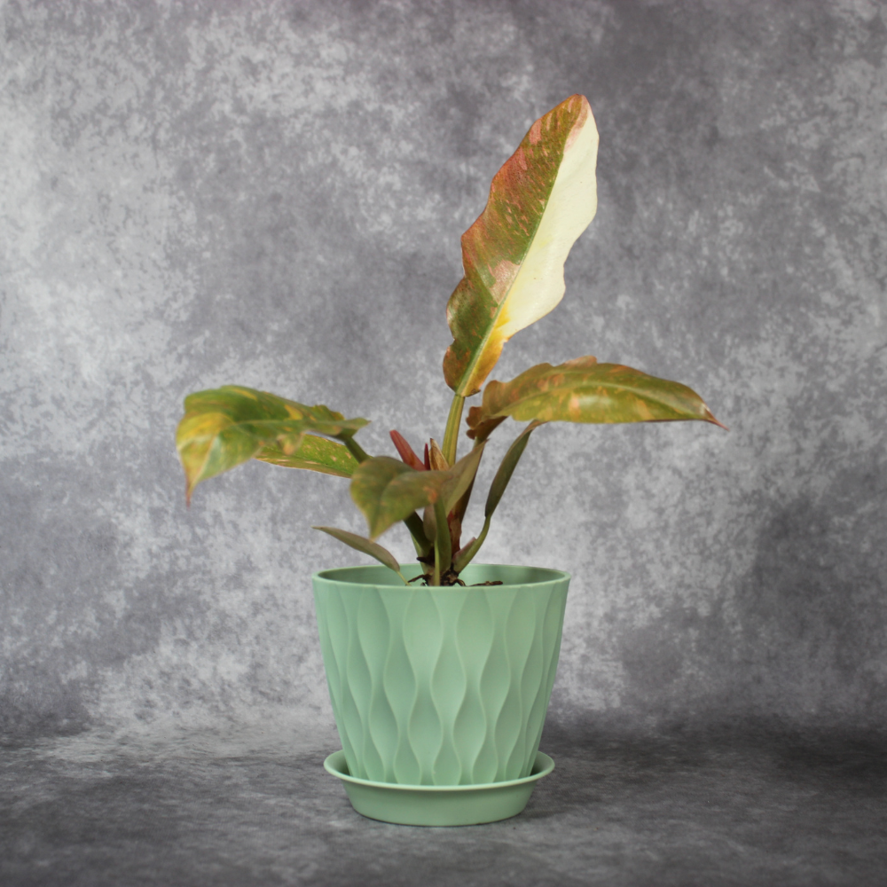 Philodendron 'Ring of Fire' - Rare Houseplant – Odd Leaf