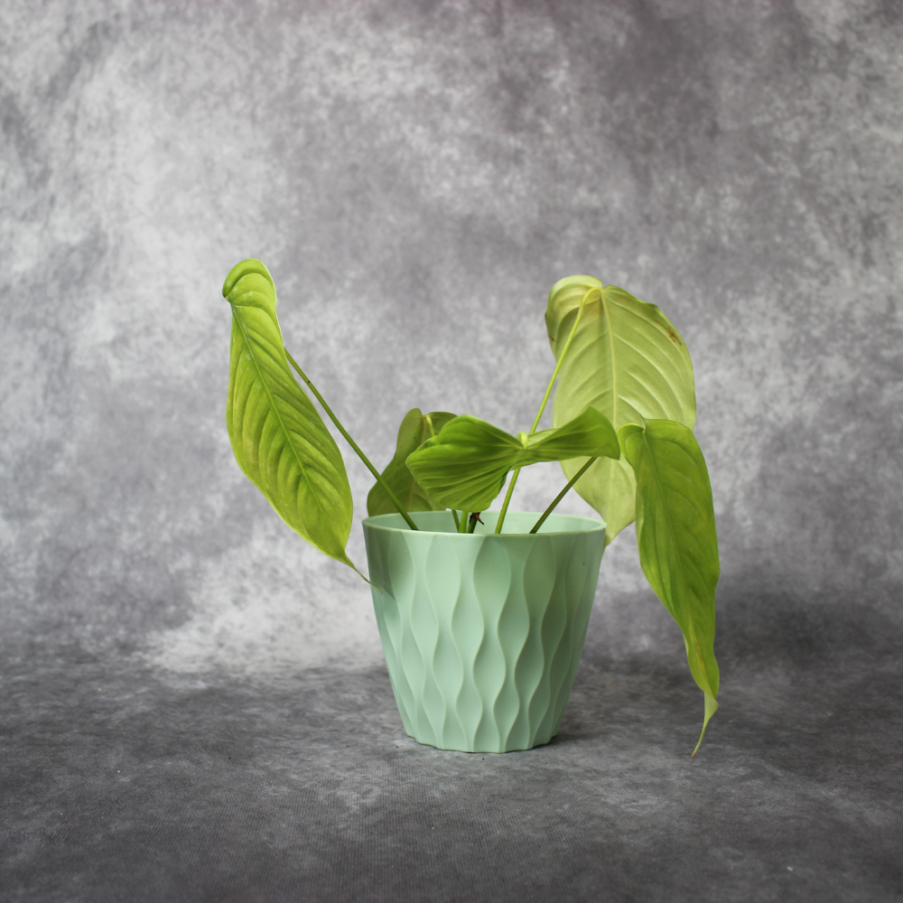 All – Odd Leaf