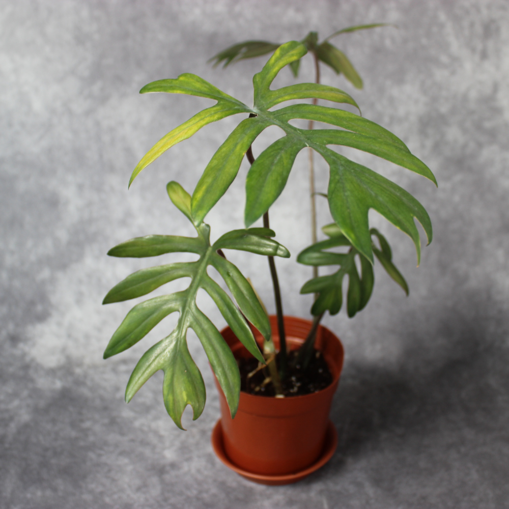 Philodendron Mayoi Rare Houseplant – Odd Leaf
