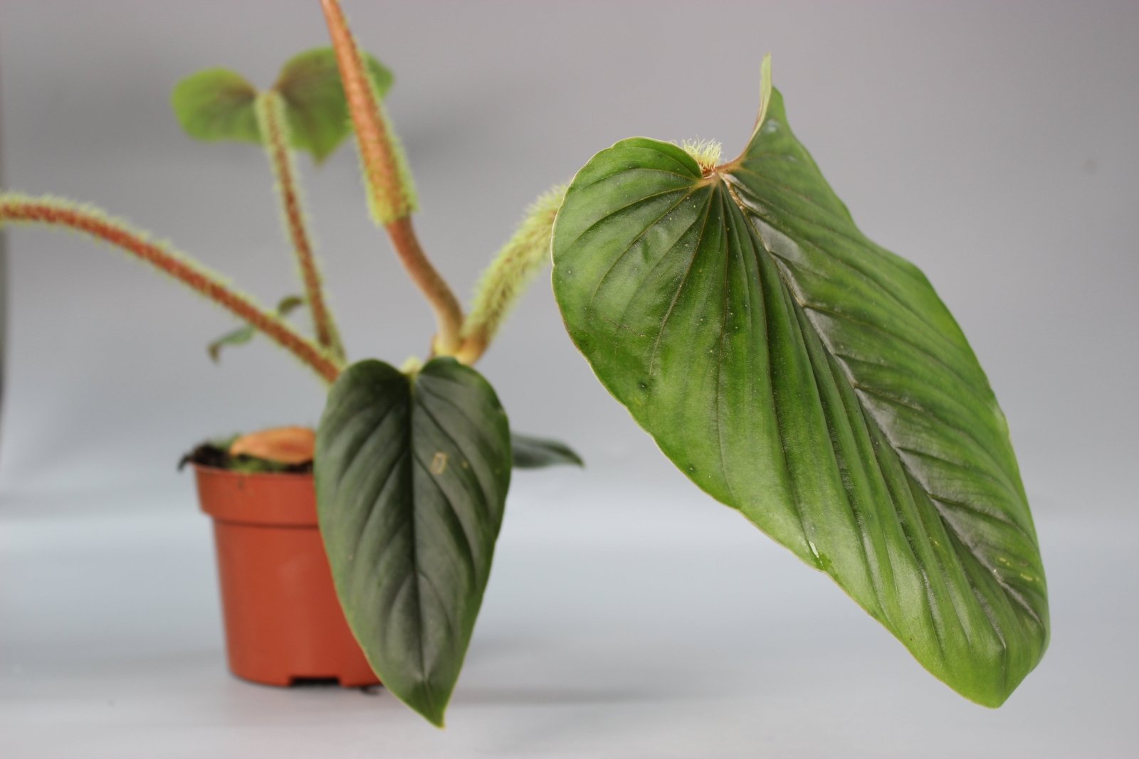 Philodendron Serpens – Odd Leaf